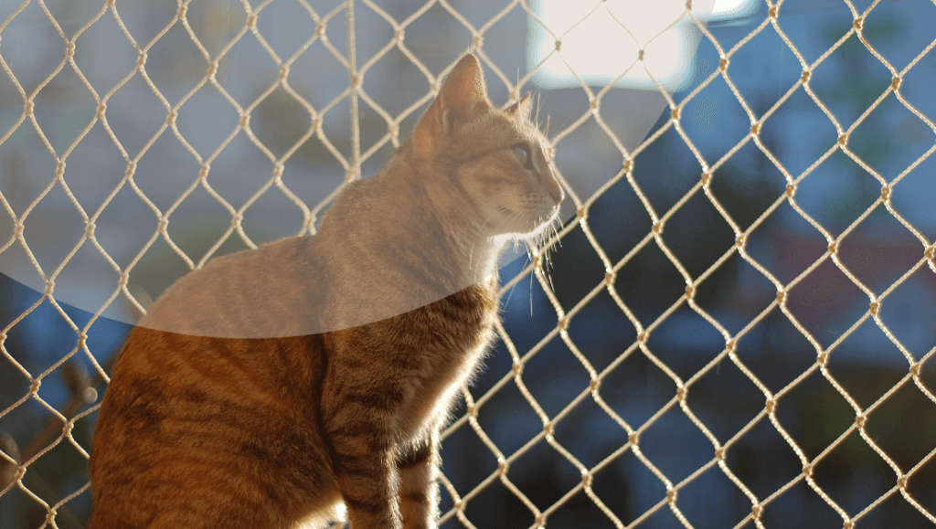 High-rise cat syndrome | Blog Veterinari del Clinic